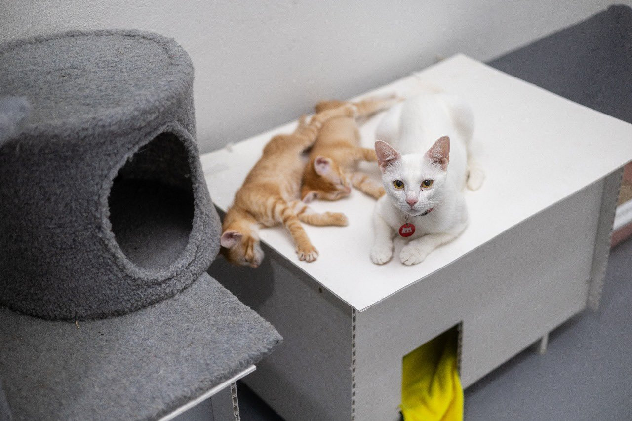 Government Seeks Operator for Cat Shelter ‘Olhu Hiya’ - The Maldives ...