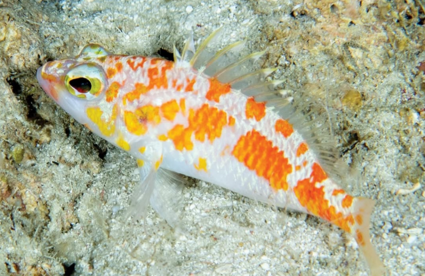 Researchers Discover New Fish Species in Maldivian Waters - The ...