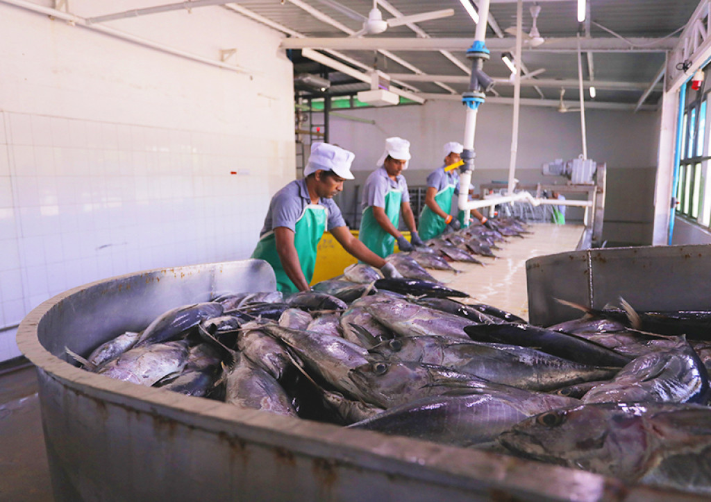 Maldives to Establish Packing Facility for SME Fish Exporters with ...