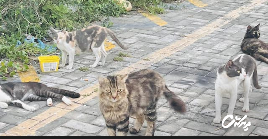 Olhu hiyaa ah bulhaa thah gendhan fashaifi - Dhiyares