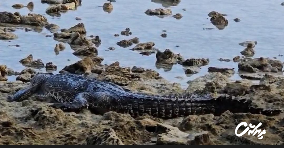 Dh. Atholhu rashehge futtaru kairin kinbuleh fenijje - Dhiyares