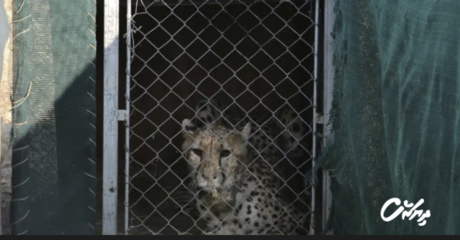 Dhekunu Africa in 12 cheetah eh India ah etherekohfi - Dhiyares